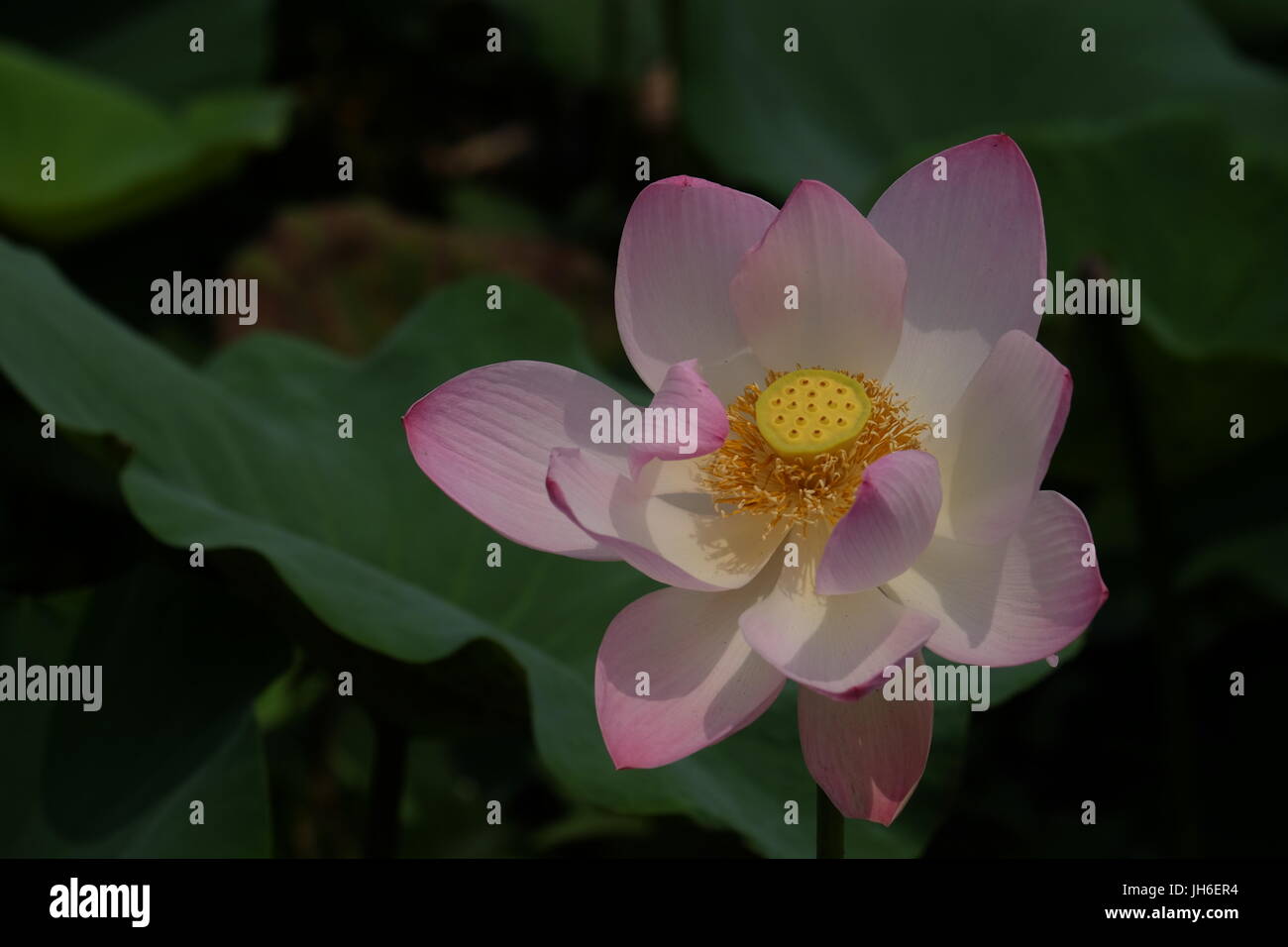 Indian lotus bloom hi-res stock photography and images - Alamy