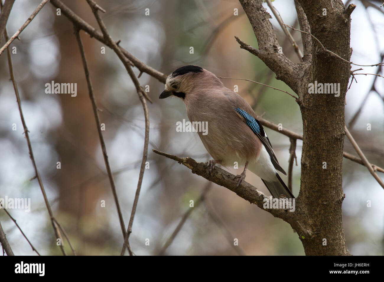 Jay Bird Tree High Resolution Stock Photography and Images - Alamy
