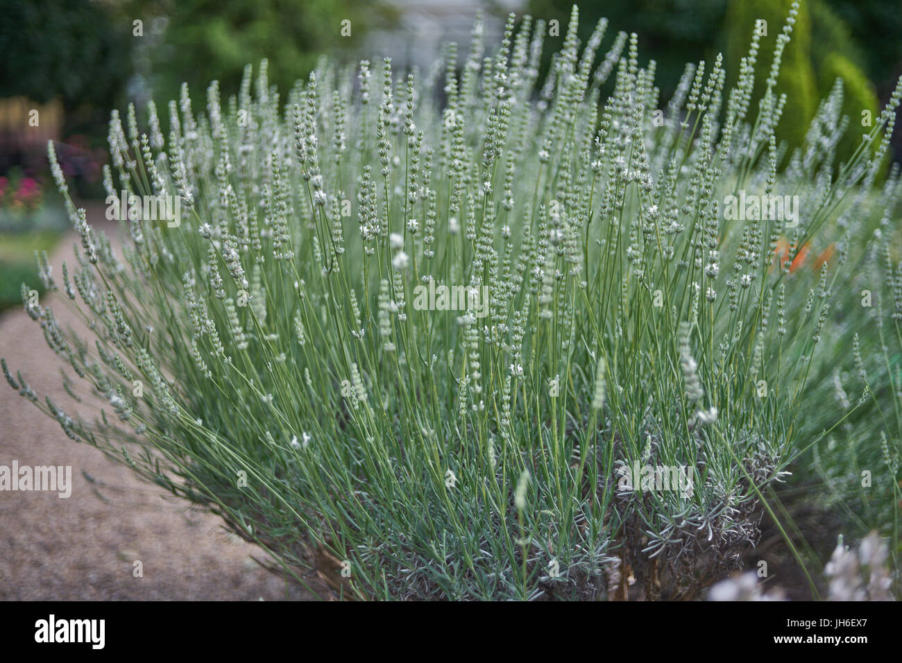 Abundantly Blooming white lavender bush Lavandula intermedia Edelweiss ...
