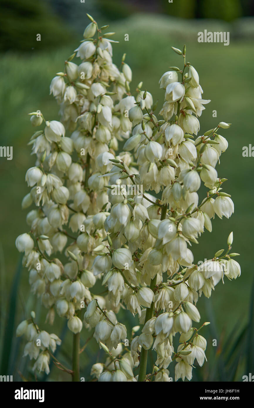 Abundant white yucca blossom close up Stock Photo - Alamy