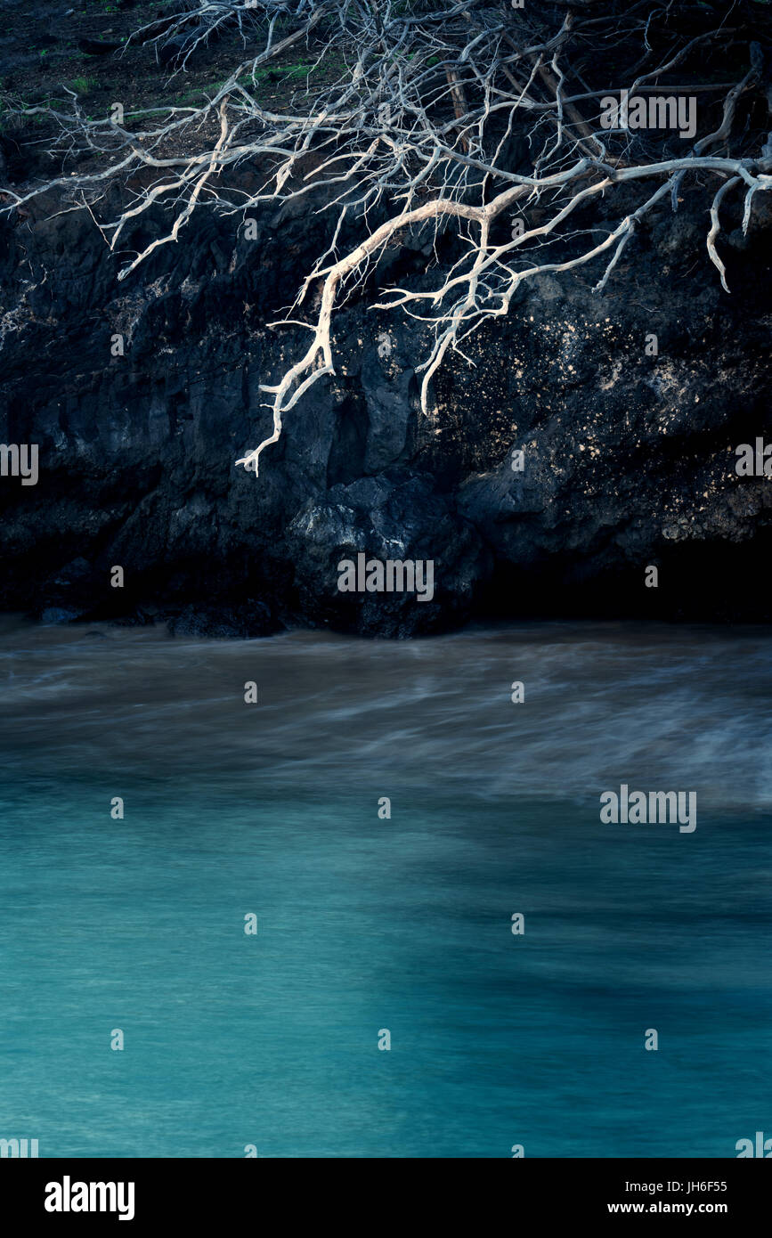 Rotts of tree and ocean. Hawaii. The big Island Stock Photo - Alamy