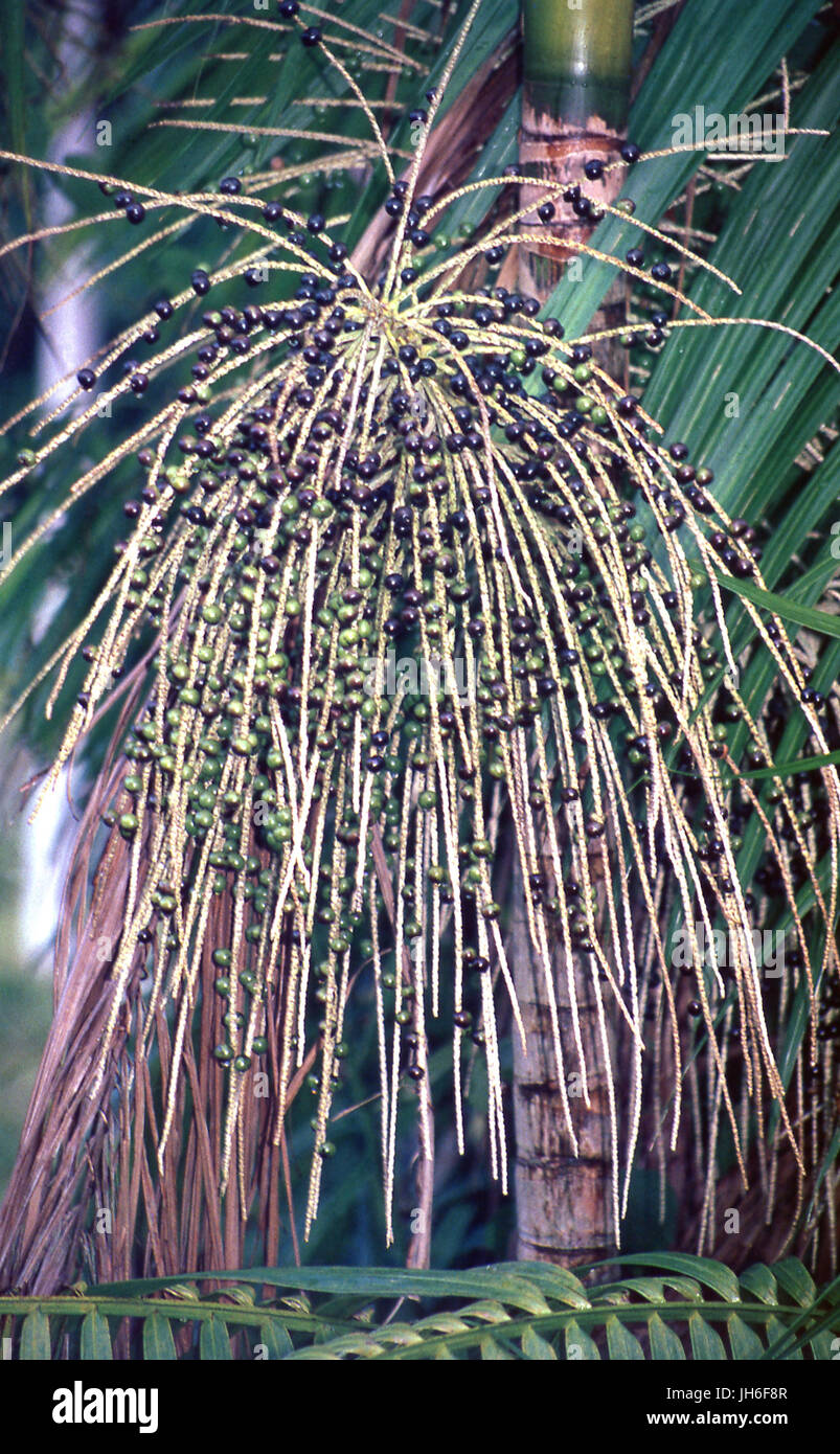 Acai palm tree hi-res stock photography and images - Alamy