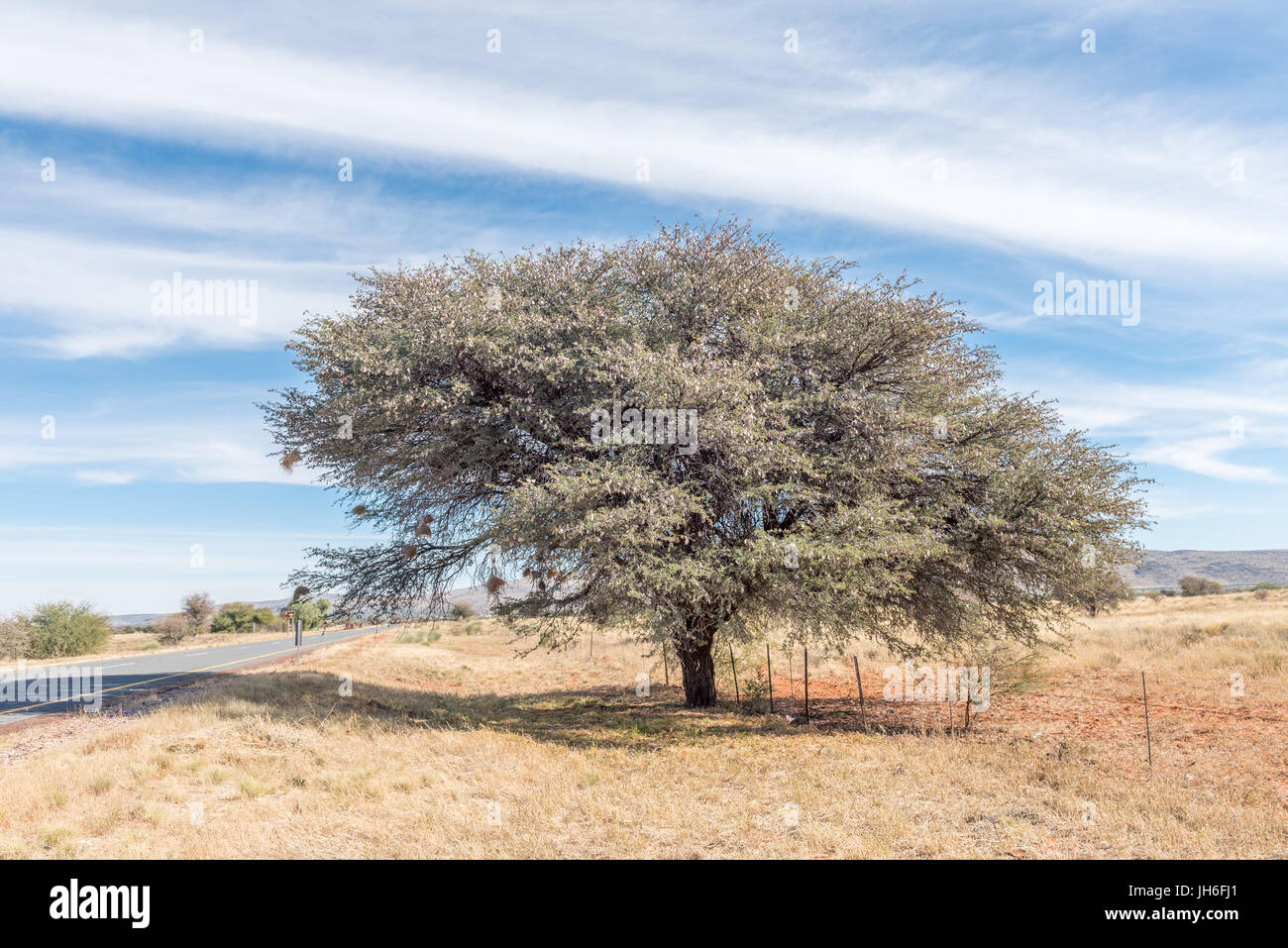 Mokala tree hi-res stock photography and images - Alamy