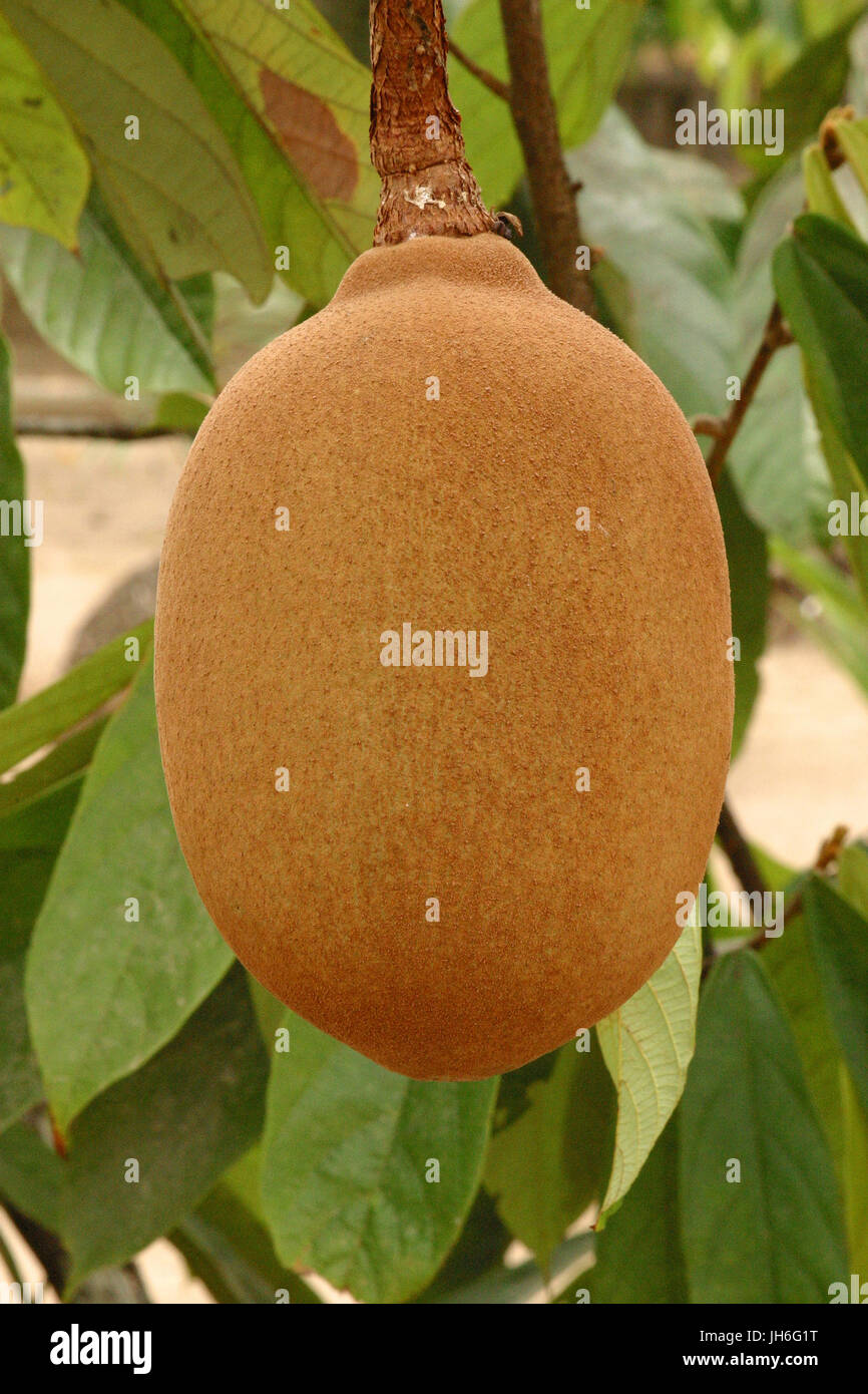 Cupuaçu fruit hi-res stock photography and images - Alamy
