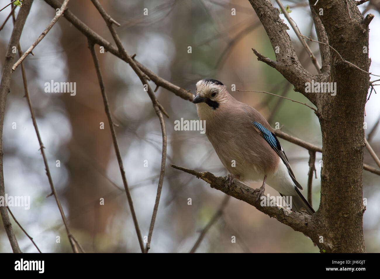 Jay wings hi-res stock photography and images - Alamy