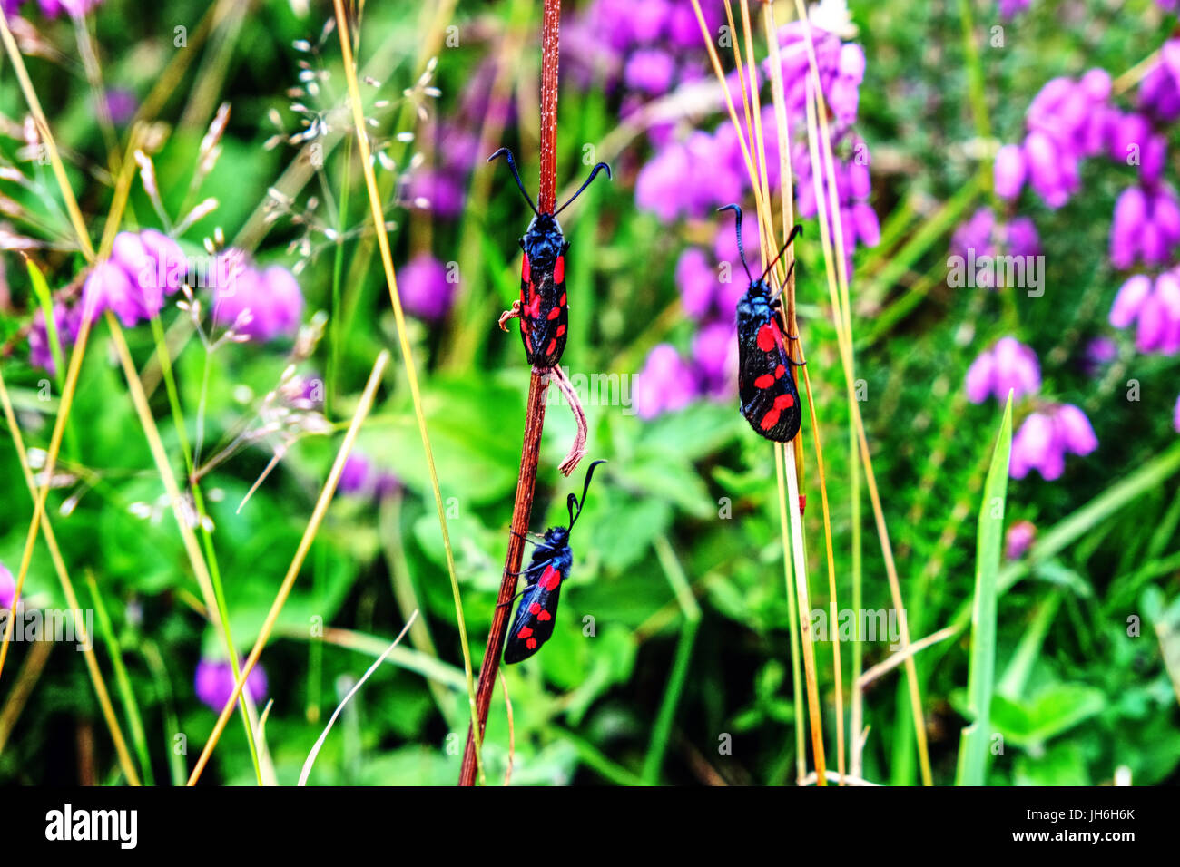 Burnet moths, at Bystock Nature Reserve, Devon Stock Photo - Alamy