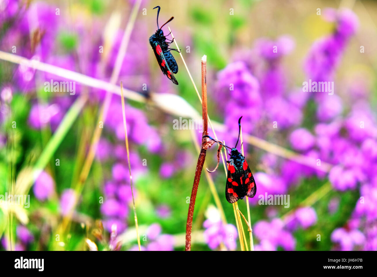 Burnet moths, at Bystock Nature Reserve, Devon Stock Photo - Alamy