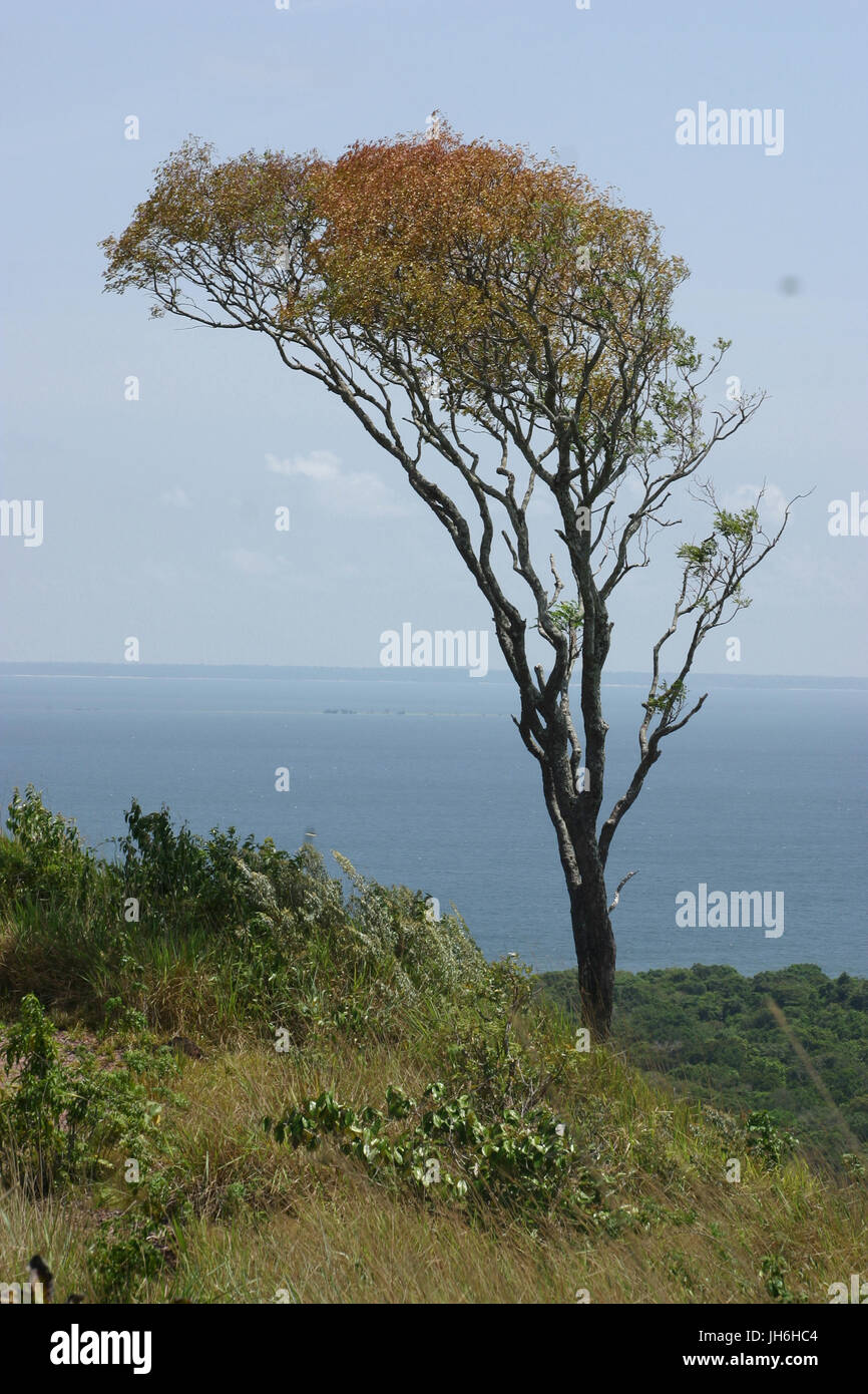 Brazil grass bush beach hi-res stock photography and images - Alamy