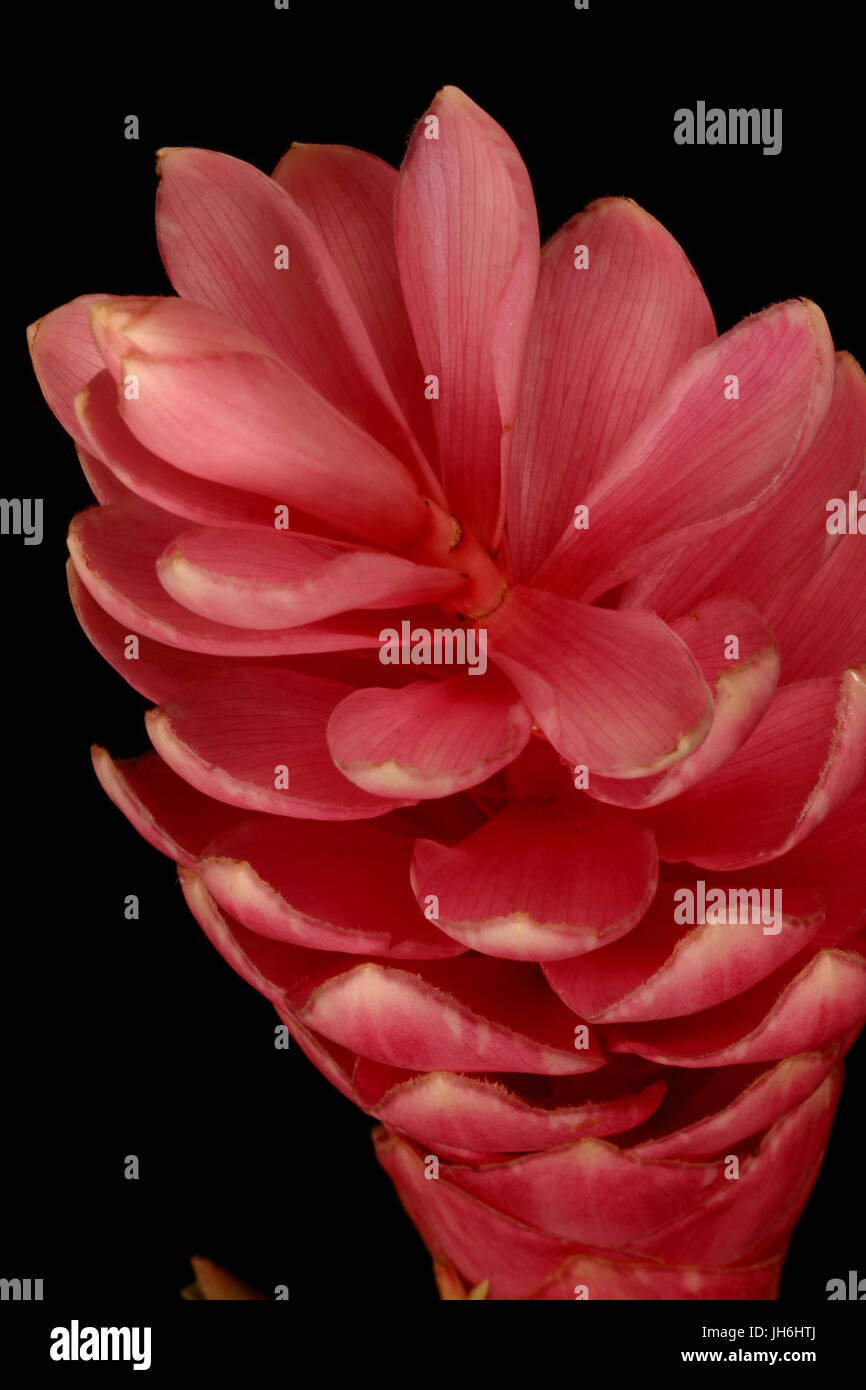 Pink Alpina Purpurata, Flower Stock Photo - Alamy