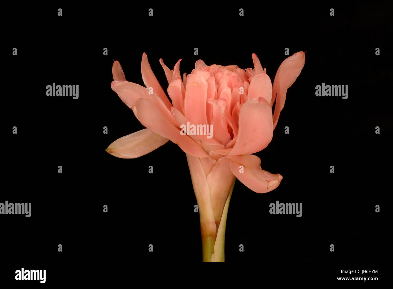 Baton of emperor, Flower Stock Photo - Alamy