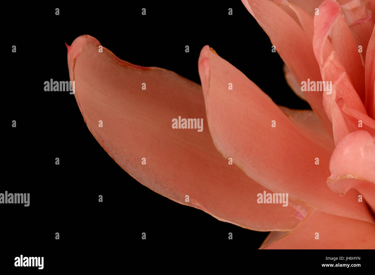 Baton of emperor, Flower Stock Photo - Alamy