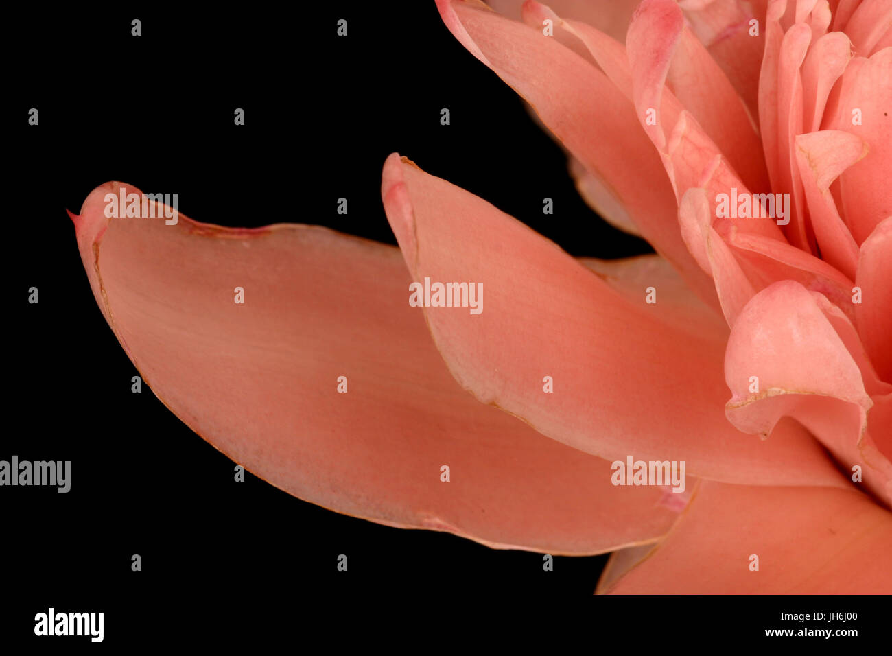 Baton of emperor, Flower Stock Photo - Alamy