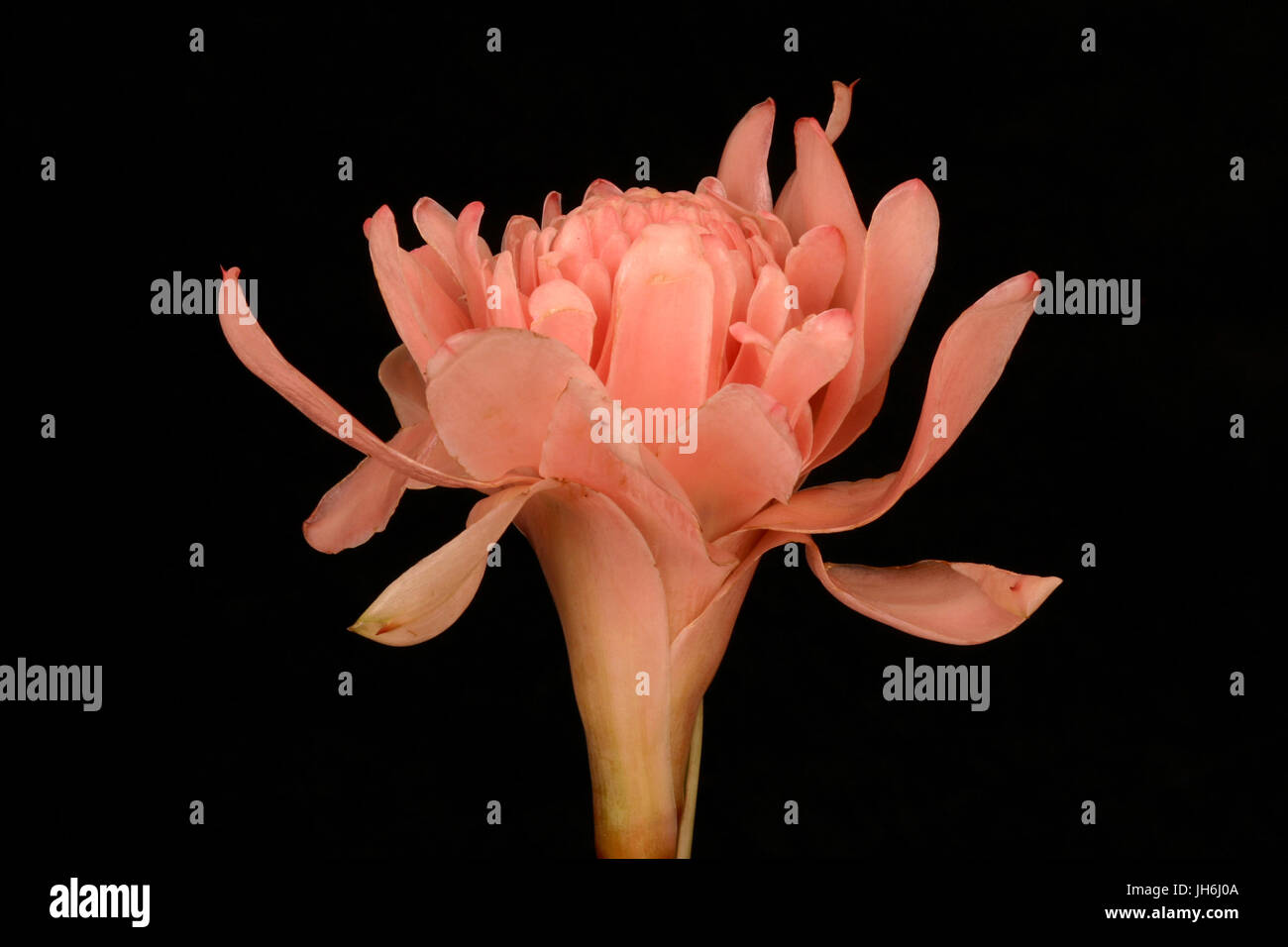 Baton of emperor, Flower Stock Photo - Alamy