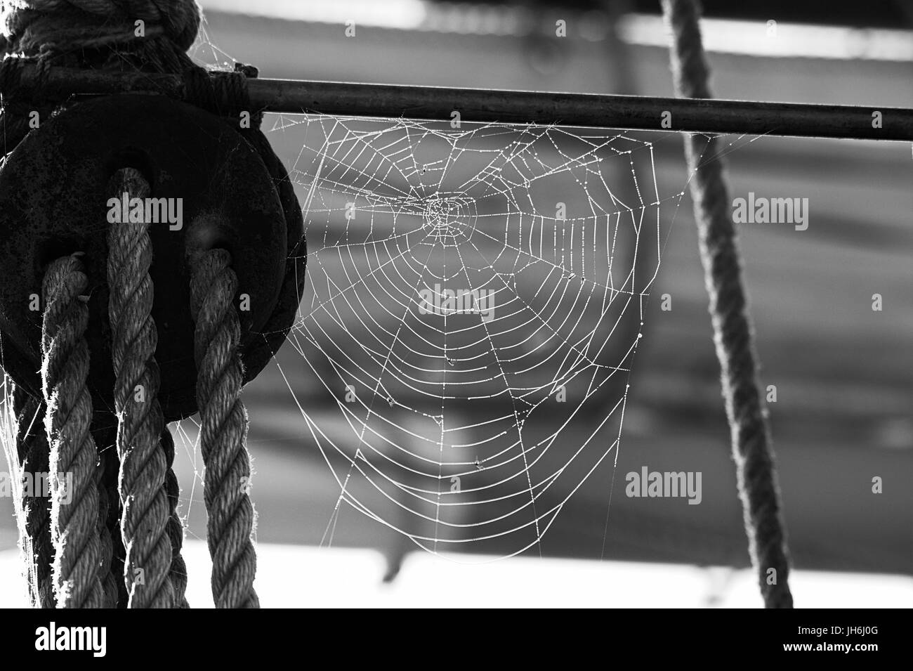Spider web in the rigging Stock Photo - Alamy