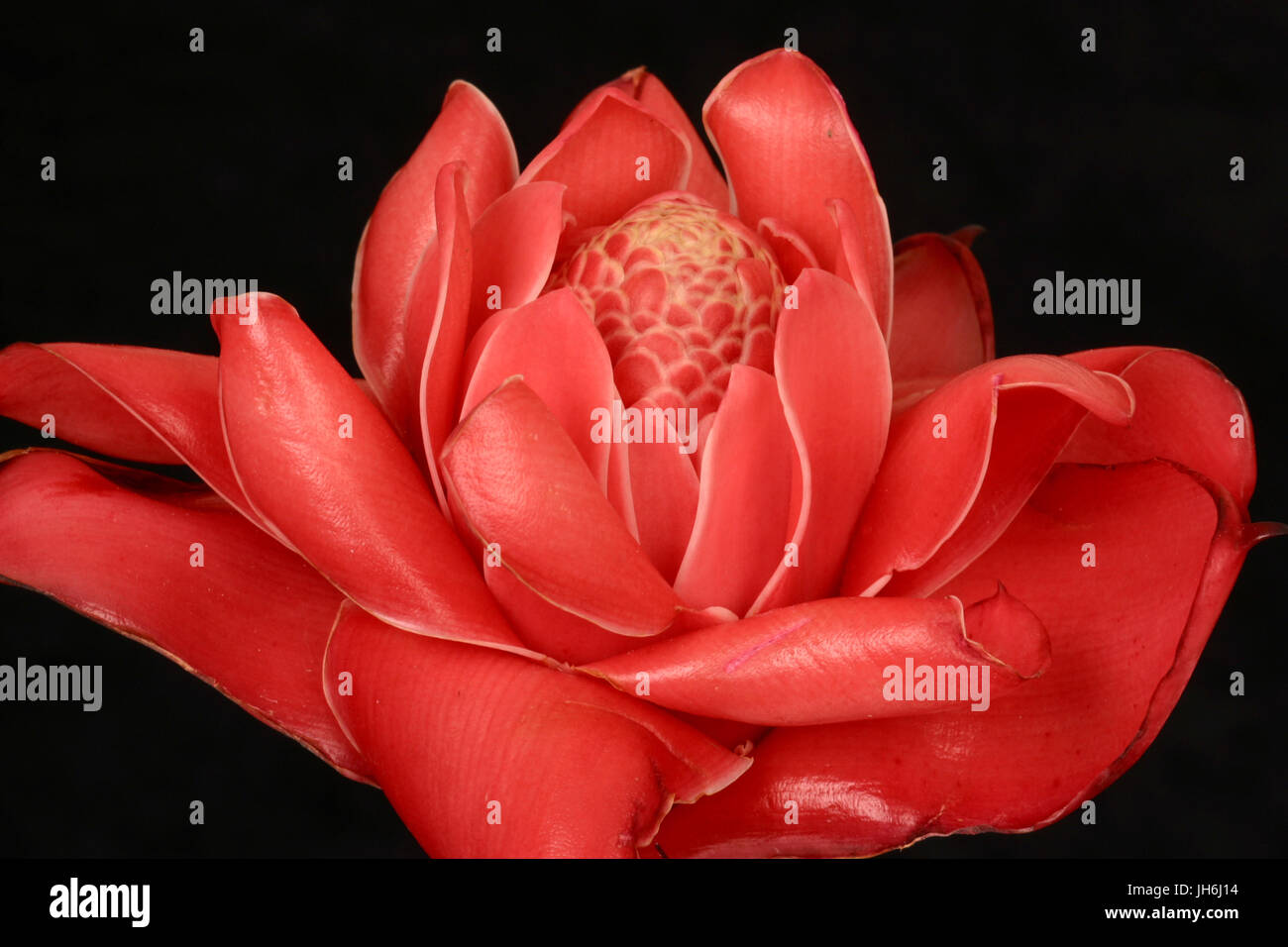 Baton of emperor, Flower Stock Photo - Alamy