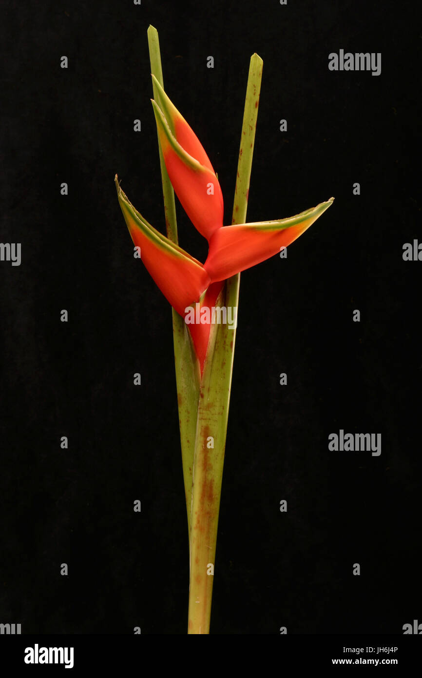 Lobster Claw, Flower Stock Photo - Alamy