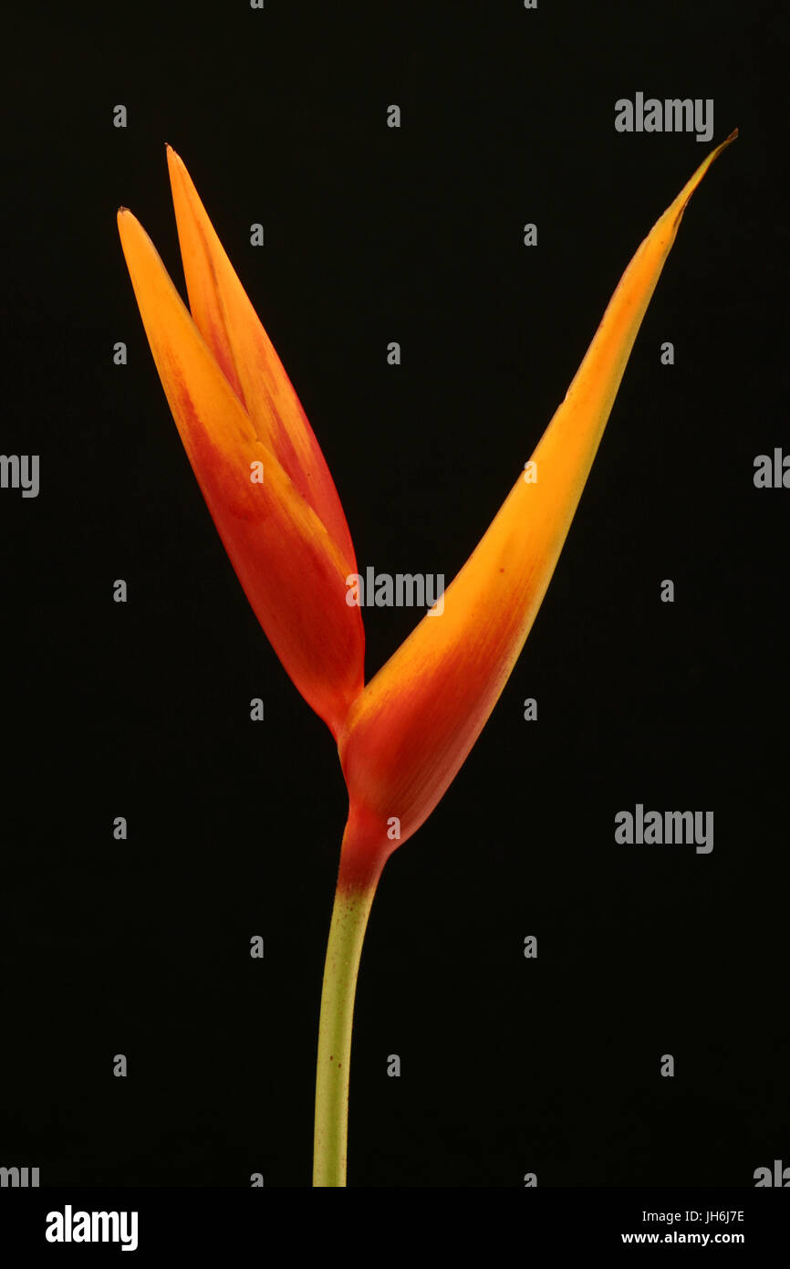Heliconia Adrian, Flower Stock Photo - Alamy