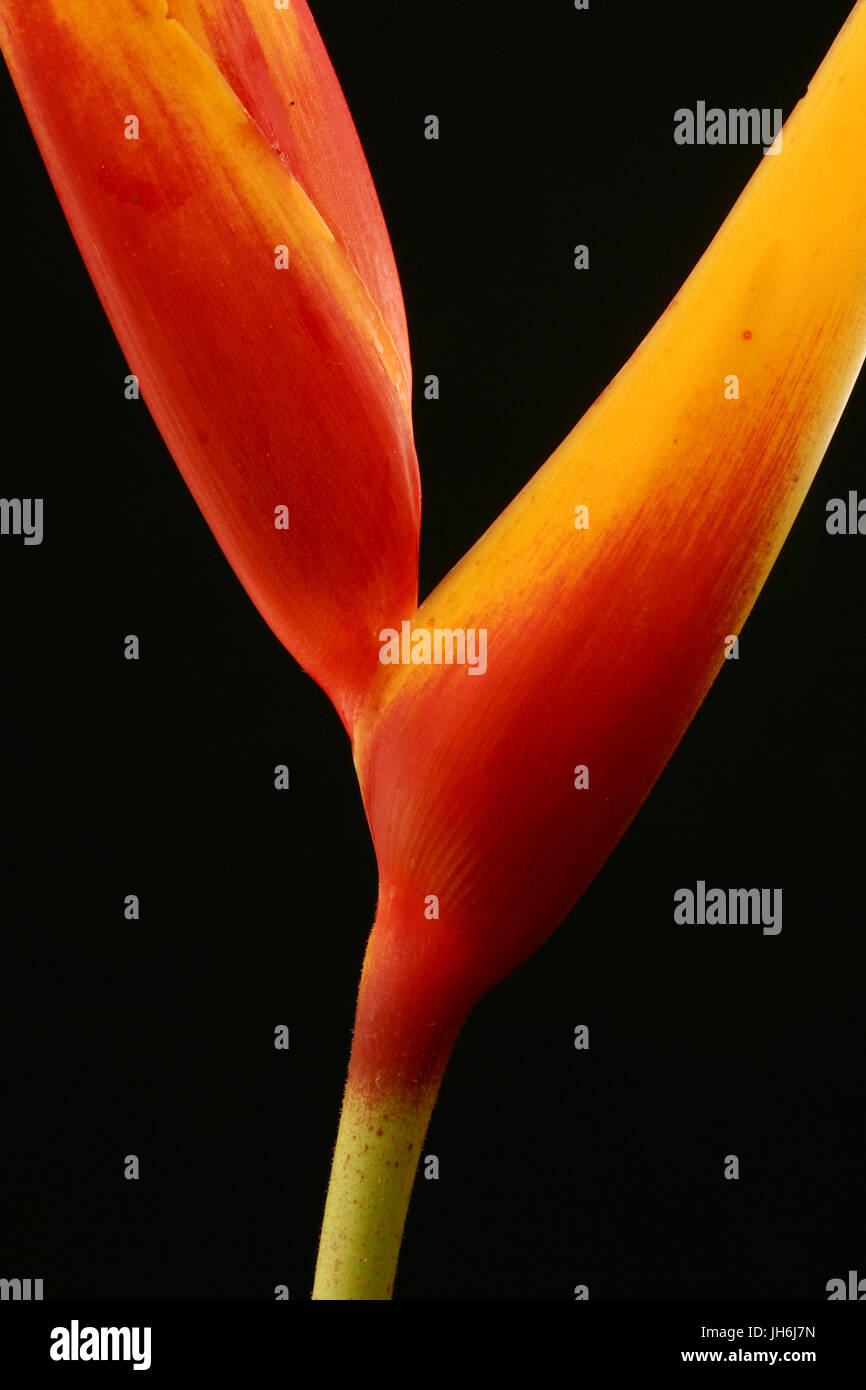 Heliconia Adrian, Flower Stock Photo - Alamy