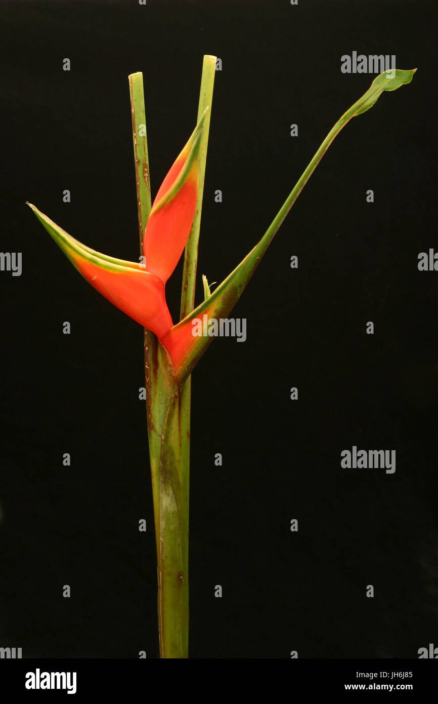 Heliconia bihai hi-res stock photography and images - Alamy