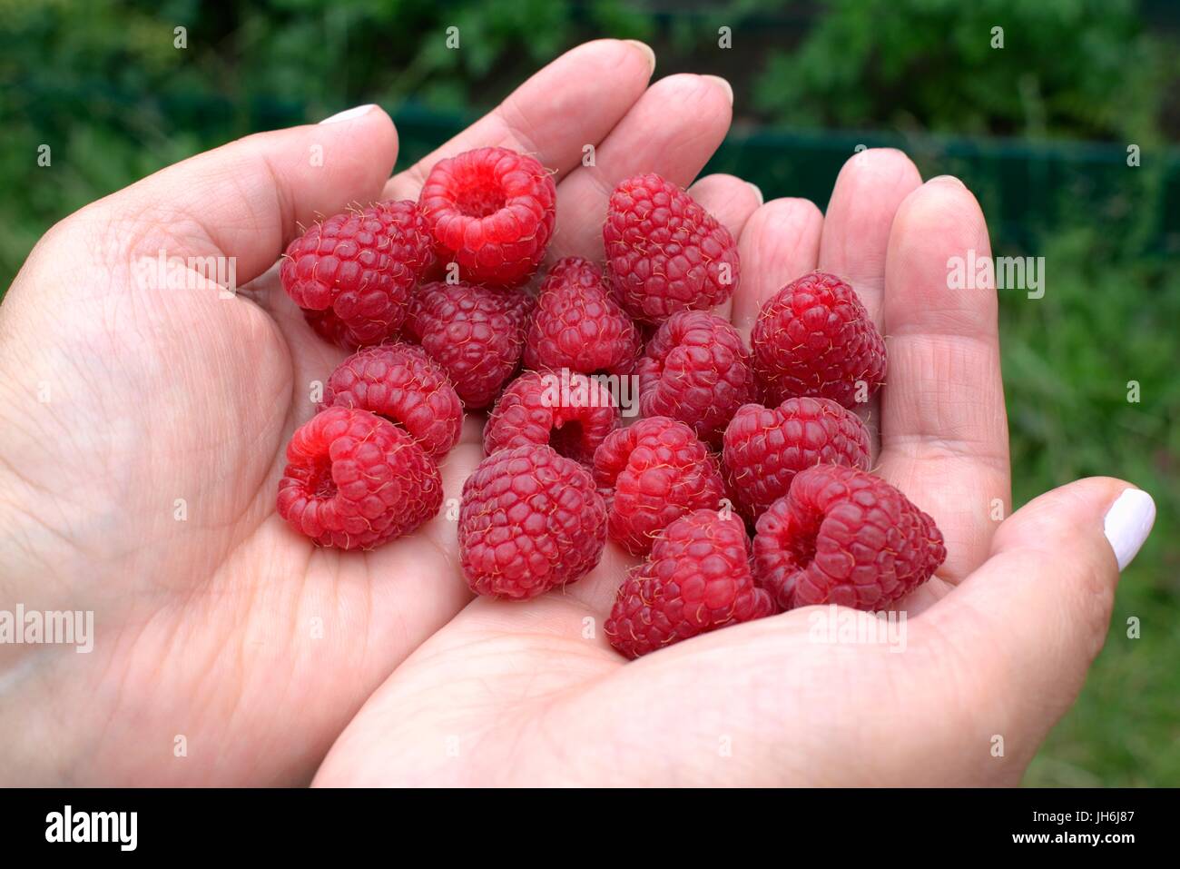 Womans hands food hi-res stock photography and images - Alamy