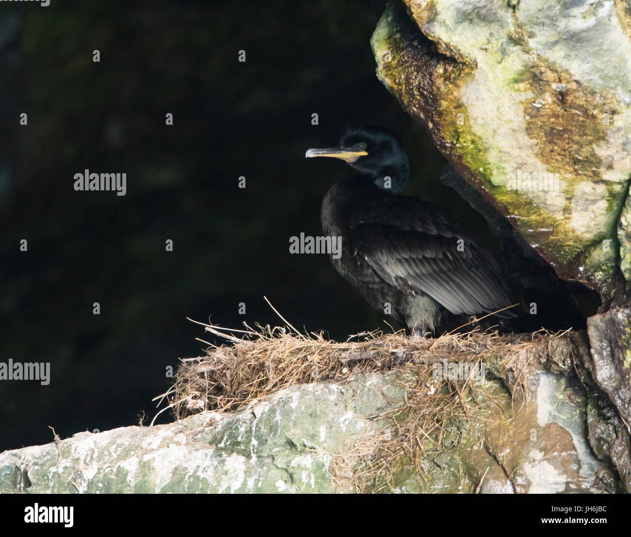Shag bird hi-res stock photography and images - Alamy