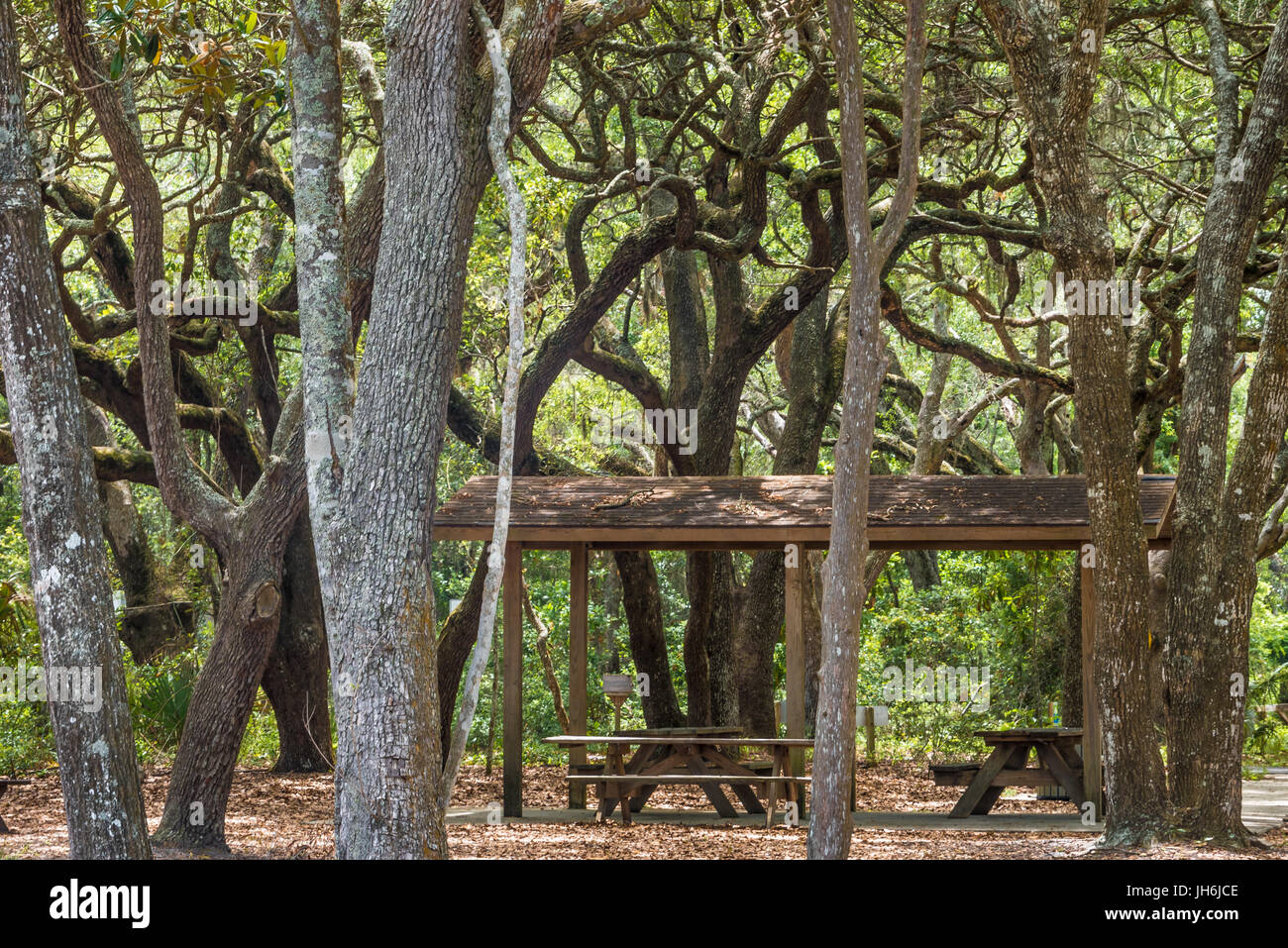 Big trees canopy hi-res stock photography and images - Alamy