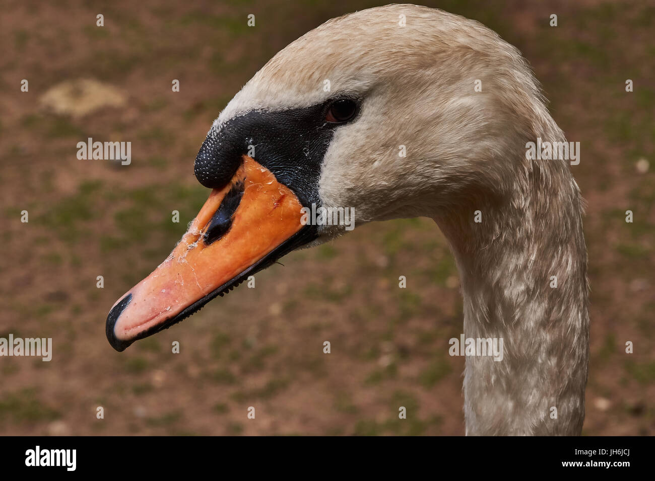 Portrait of a swan. Portrait of an swan close up. Very clearly see the ...