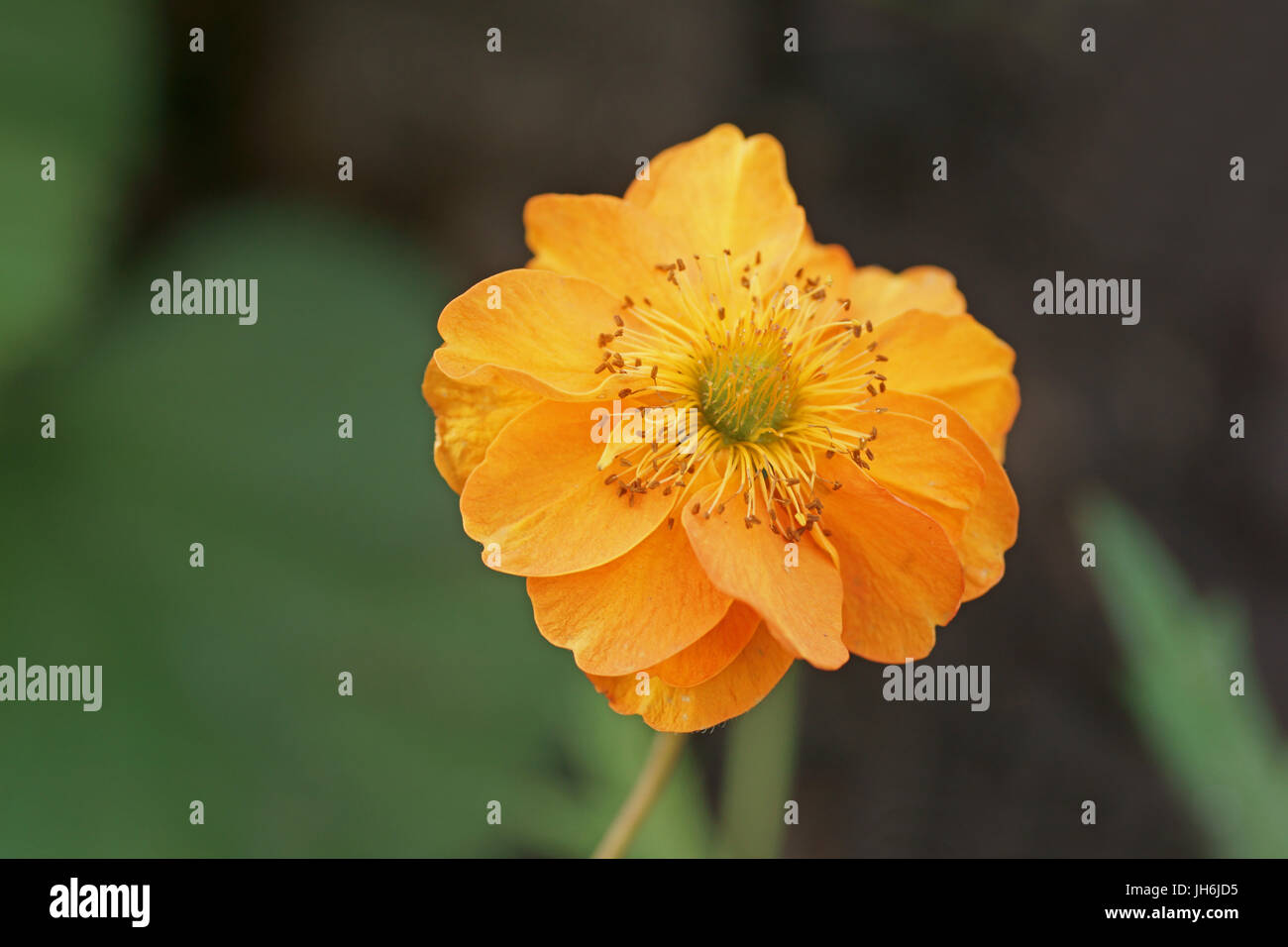 Firestorm hi-res stock photography and images - Alamy