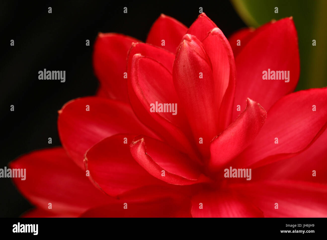 Red purpura hi-res stock photography and images - Alamy