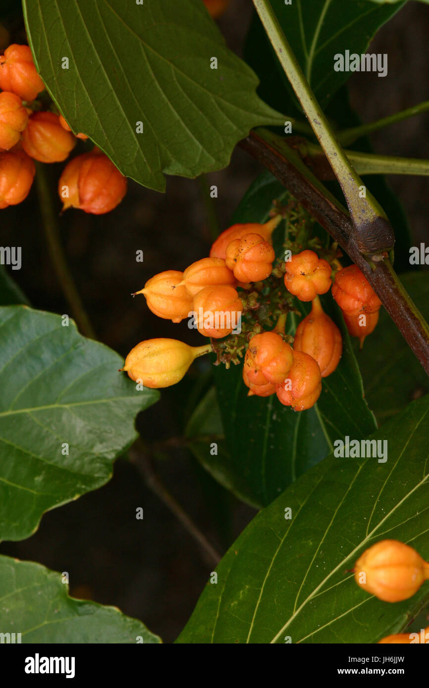 Guarana fruit hi-res stock photography and images - Alamy