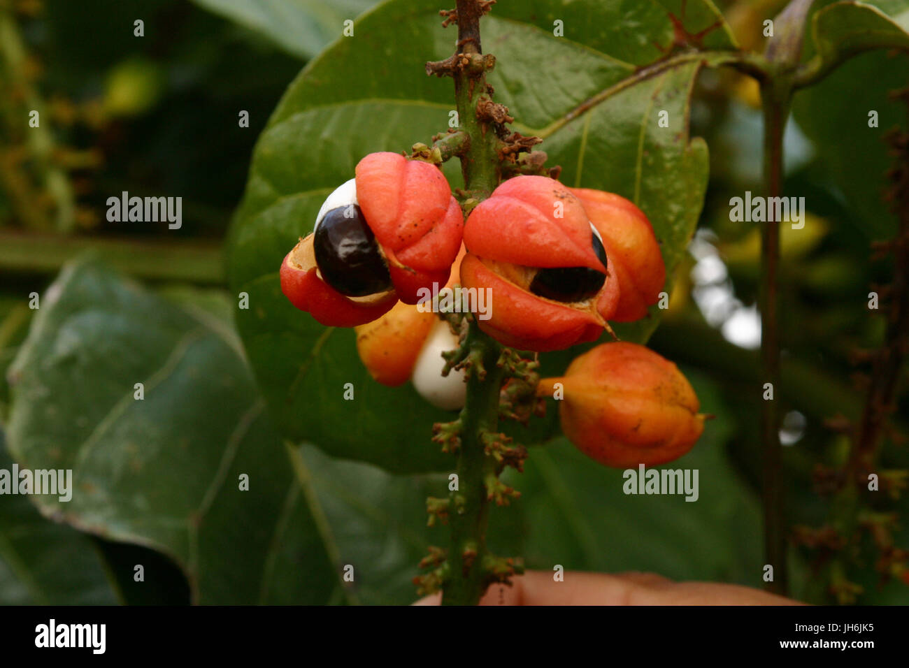 Tree guarana hi-res stock photography and images - Alamy