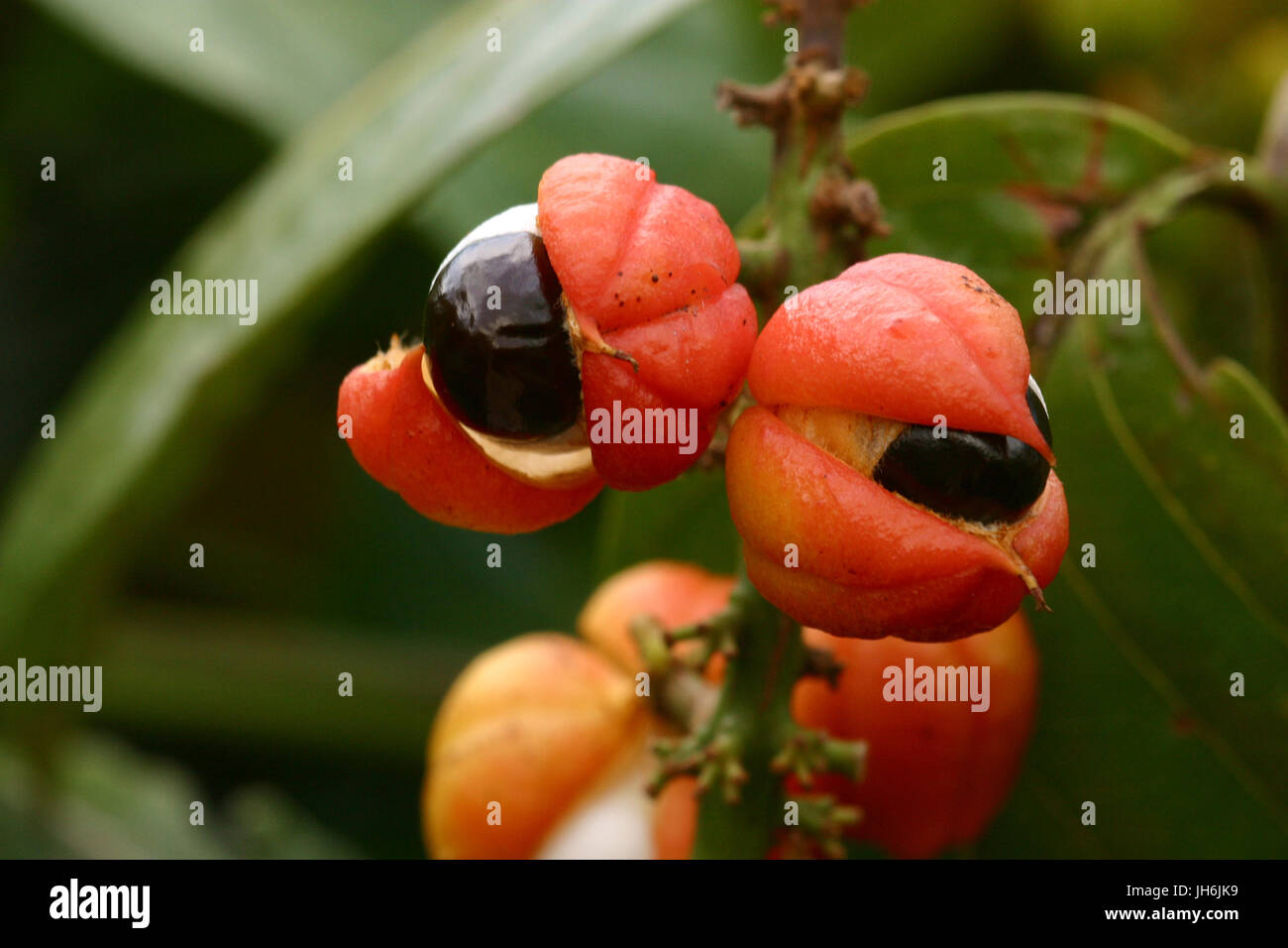 Tree guarana hi-res stock photography and images - Alamy