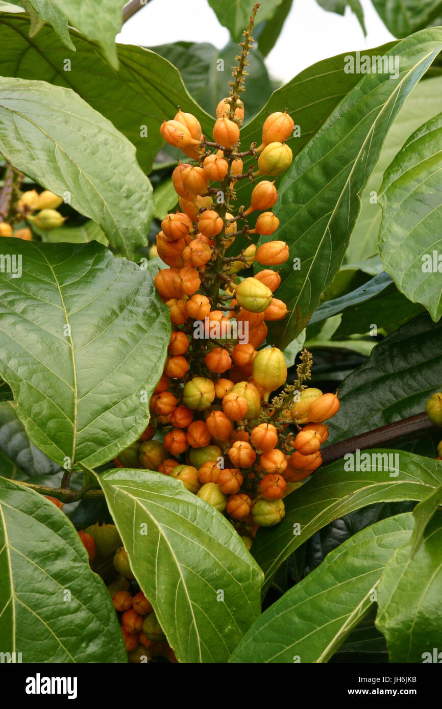 Guarana plant hi-res stock photography and images - Alamy