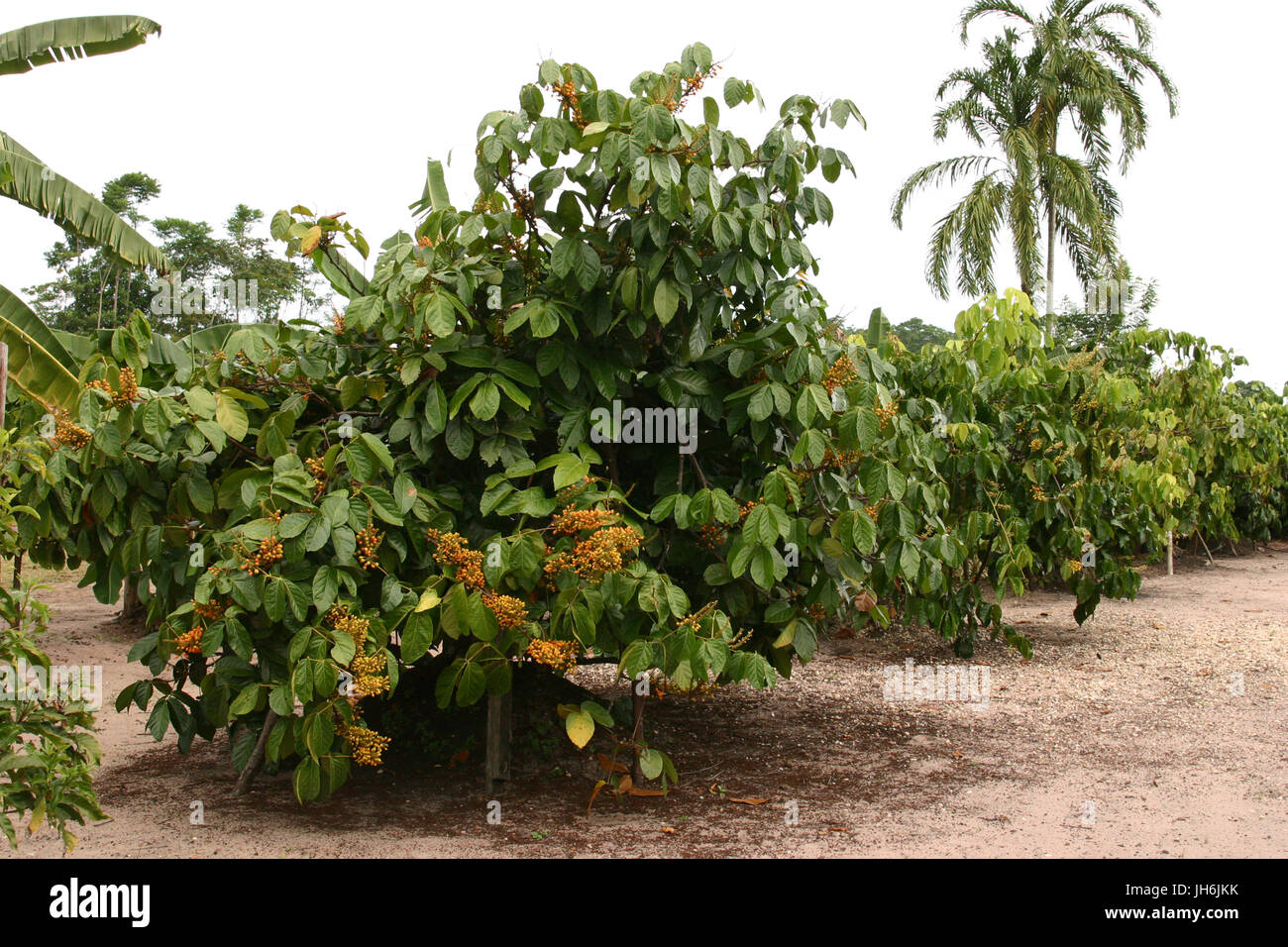 Tree Guarana High Resolution Stock Photography and Images - Alamy