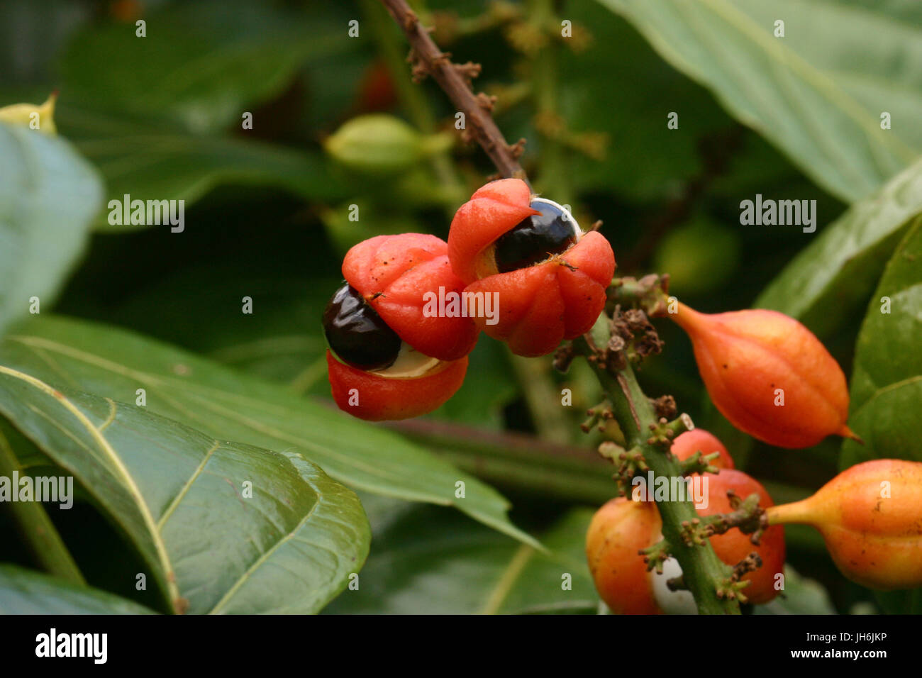 Tree guarana hi-res stock photography and images - Alamy