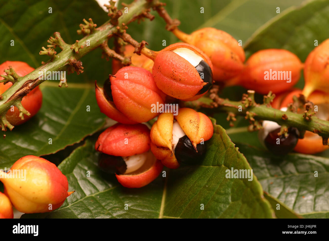 Guarana leaf hi-res stock photography and images - Alamy
