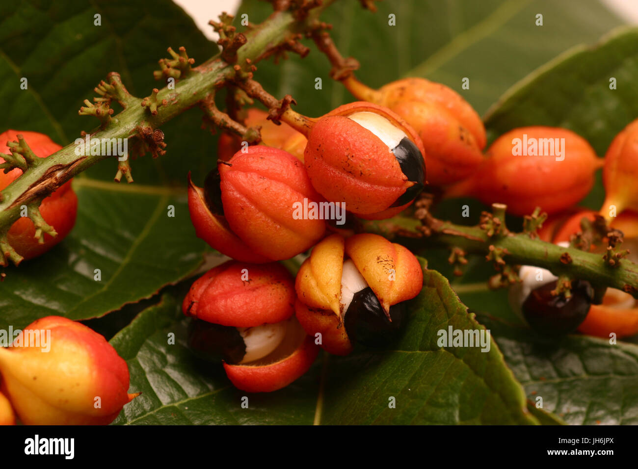 Guarana leaf hi-res stock photography and images - Alamy