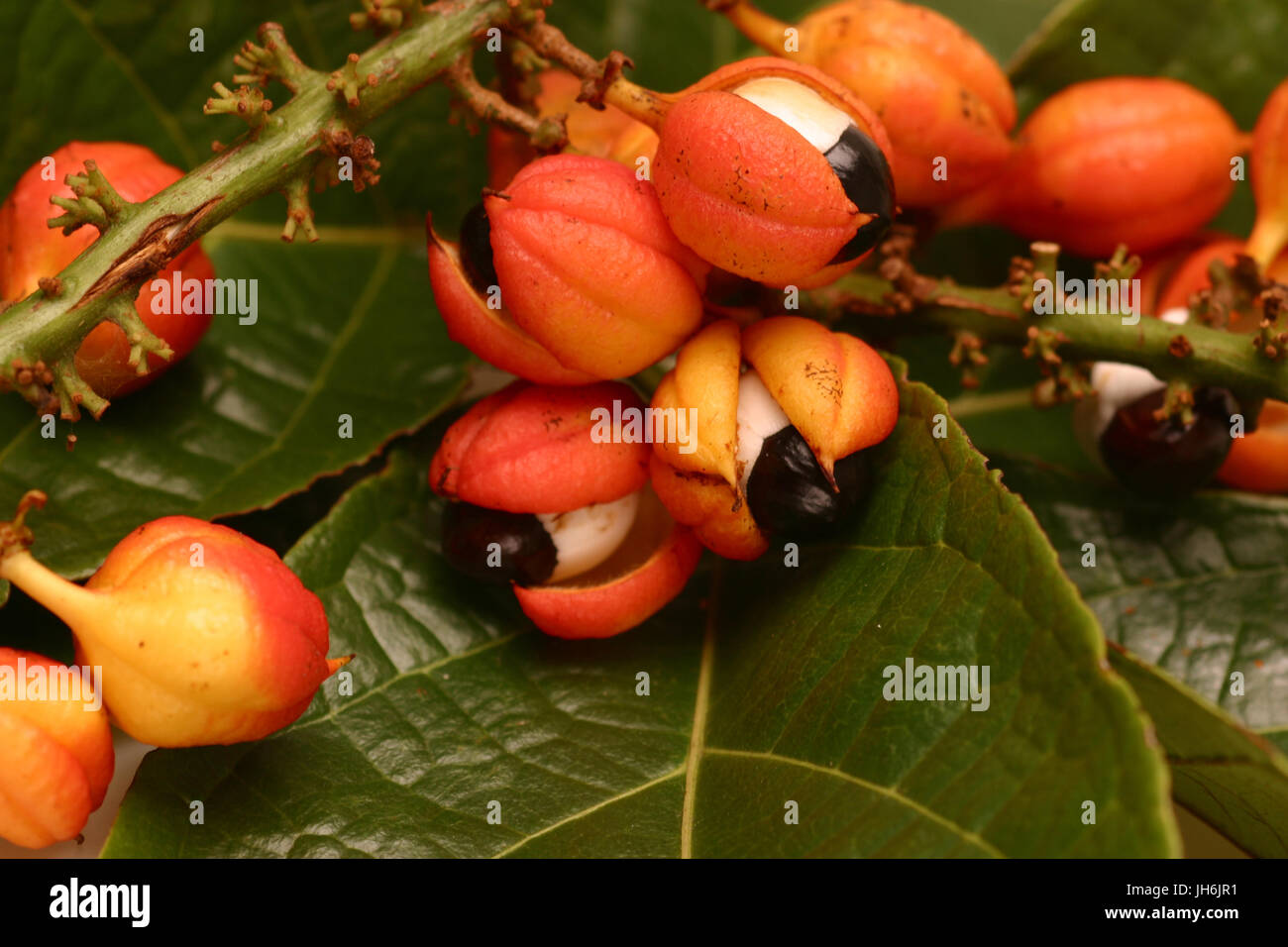 Guarana leaf hi-res stock photography and images - Alamy