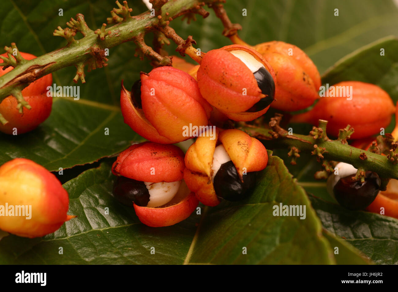 Guarana leaf hi-res stock photography and images - Alamy