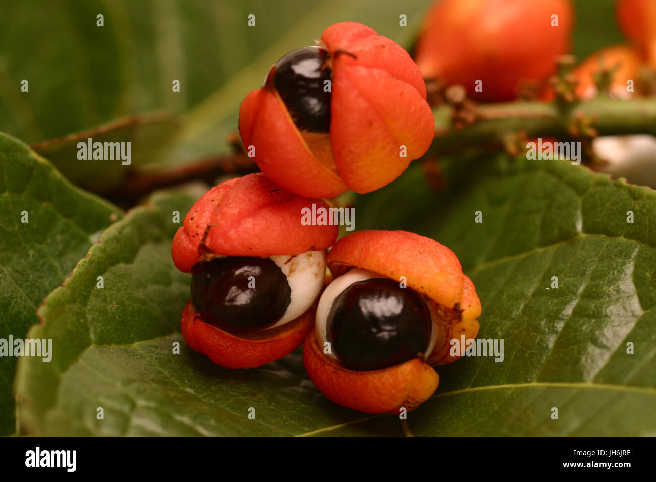 Guarana leaf hi-res stock photography and images - Alamy