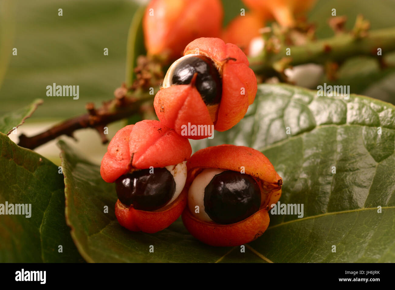 Guarana leaf hi-res stock photography and images - Alamy