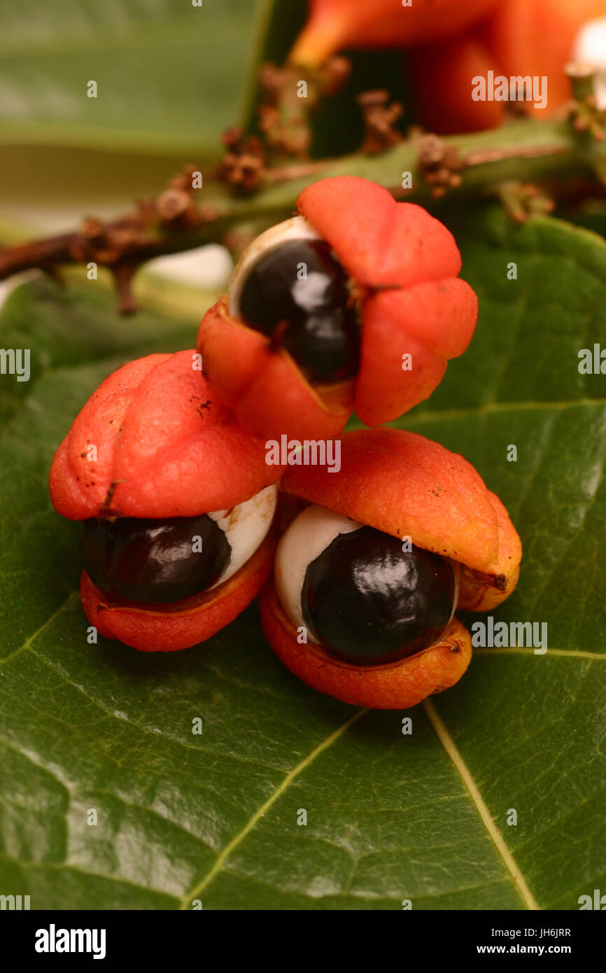 Guarana plant hi-res stock photography and images - Alamy