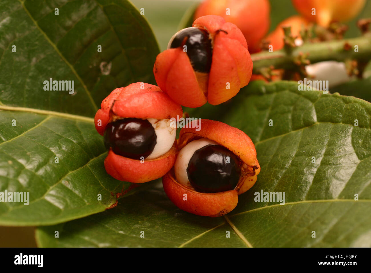 Guarana leaf hi-res stock photography and images - Alamy