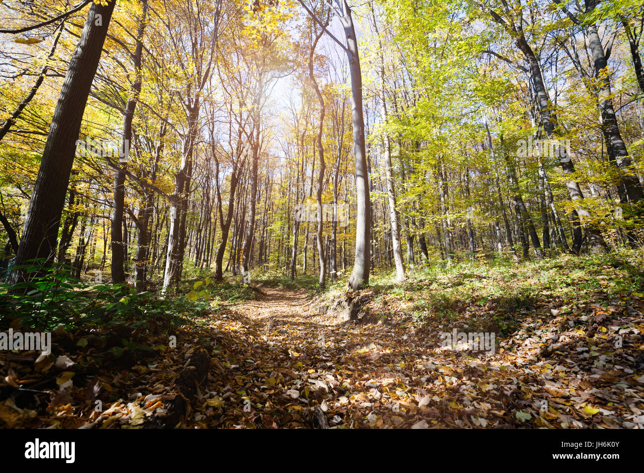 Picture of colourful forest path in fall Stock Photo - Alamy