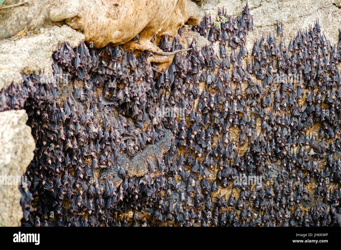Fruit bats at Monfort bat cave Stock Photo - Alamy