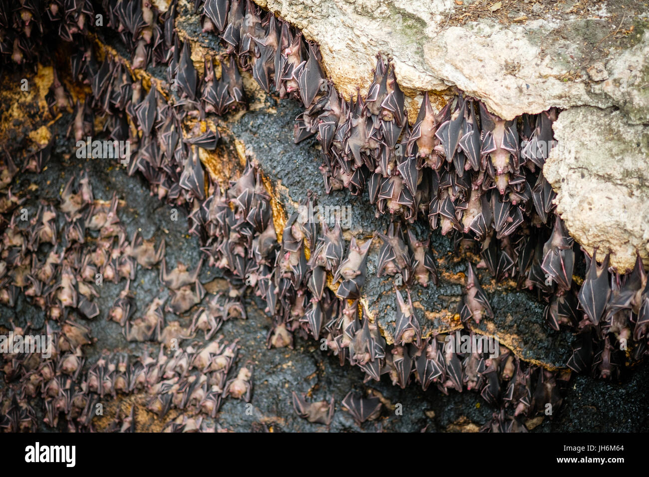 Fruit bats at Monfort bat cave Stock Photo - Alamy