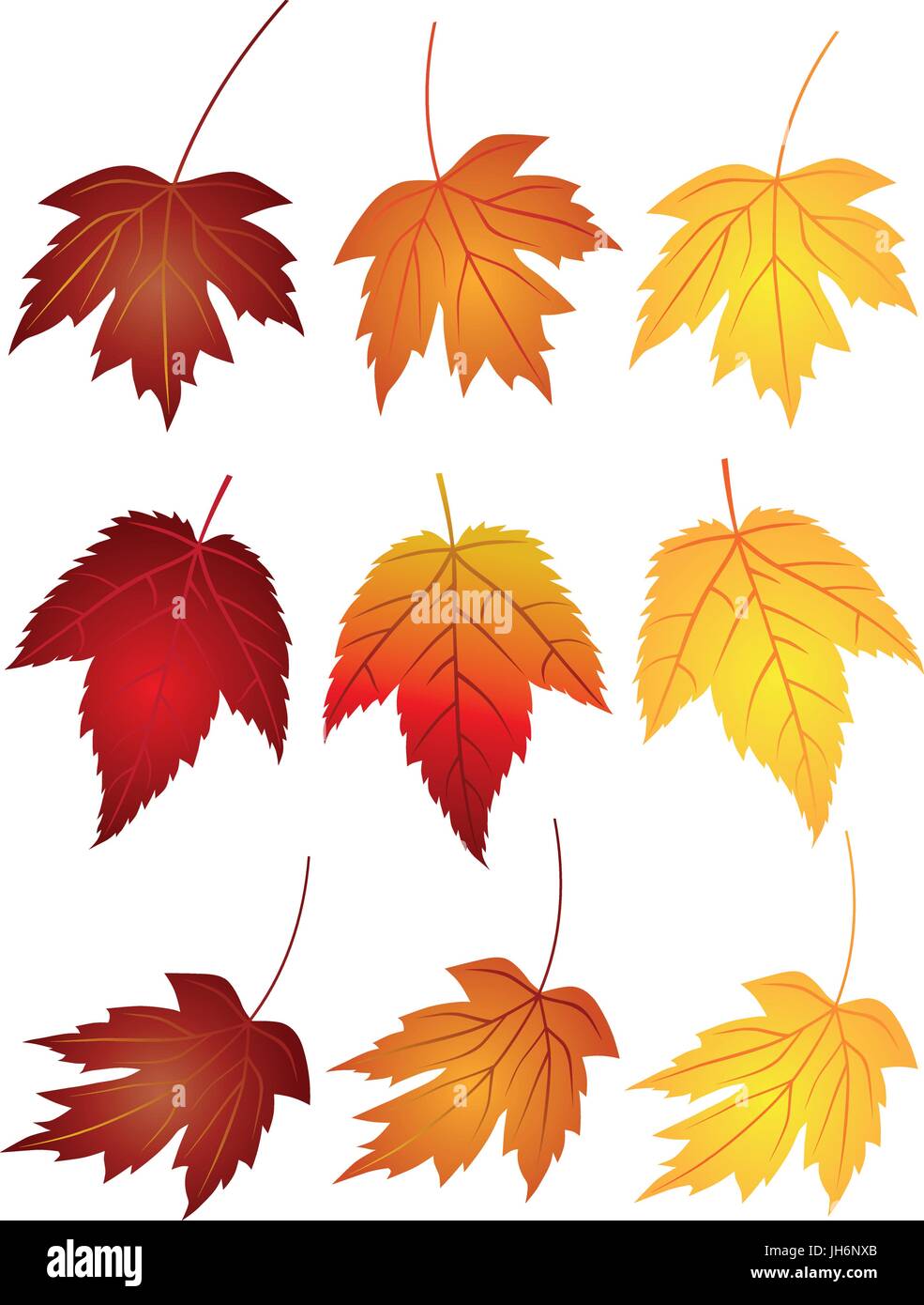 Changing colors of maple leaves Stock Vector Images - Alamy