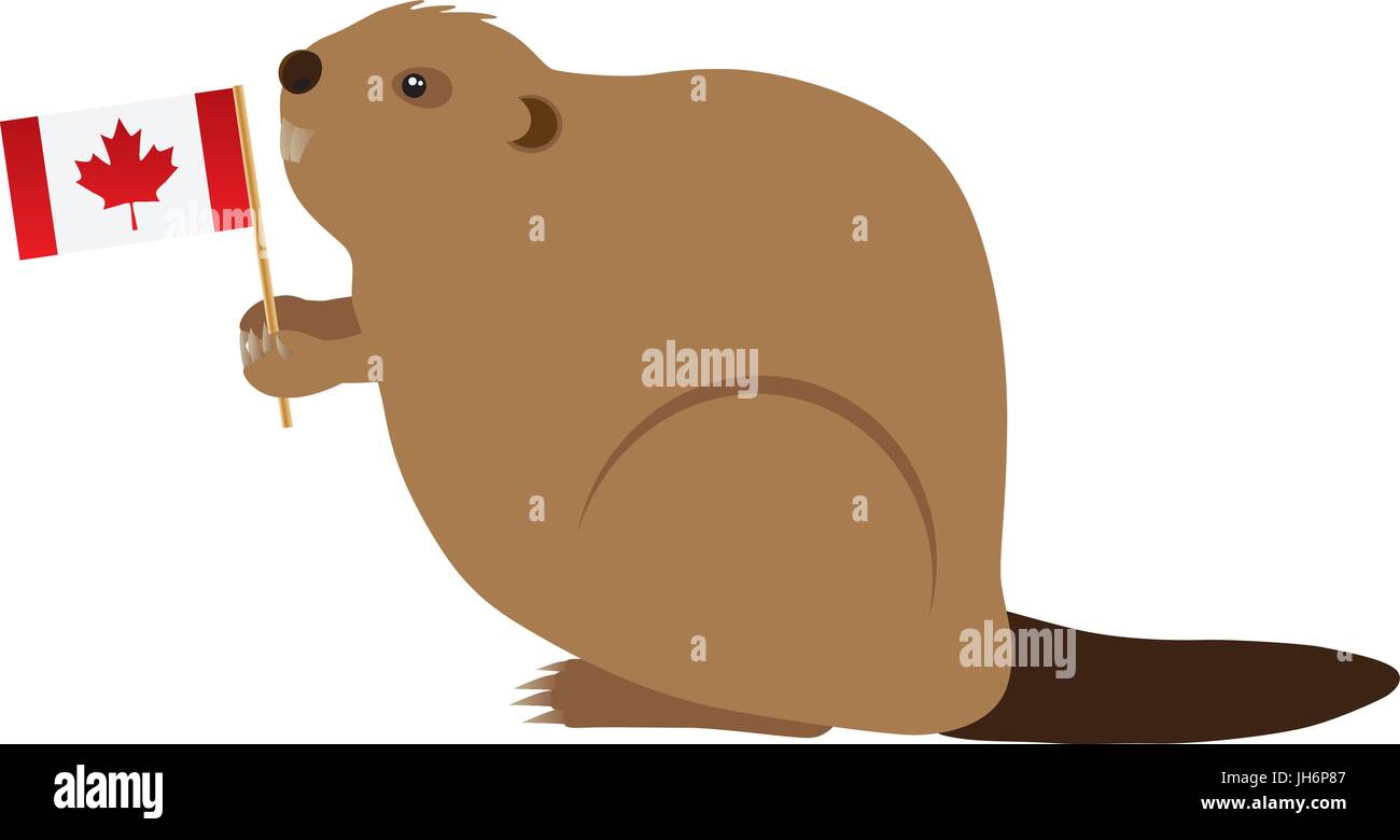 The Canadian Beaver Holding Canada Flag Color Illustration Stock Vector ...