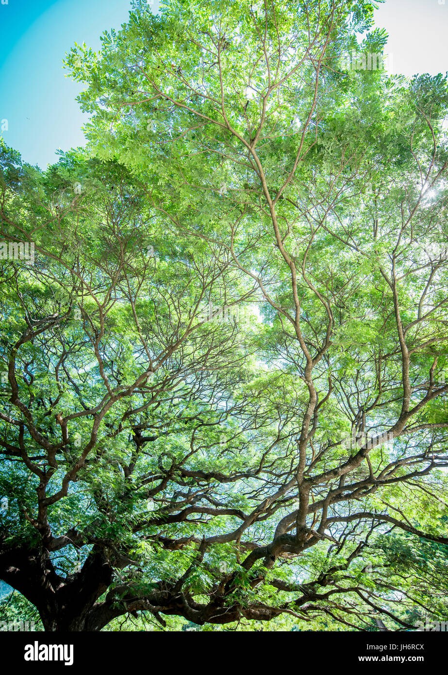 Large Samanea saman tree with branch in Kanchanaburi, Thailand Stock ...