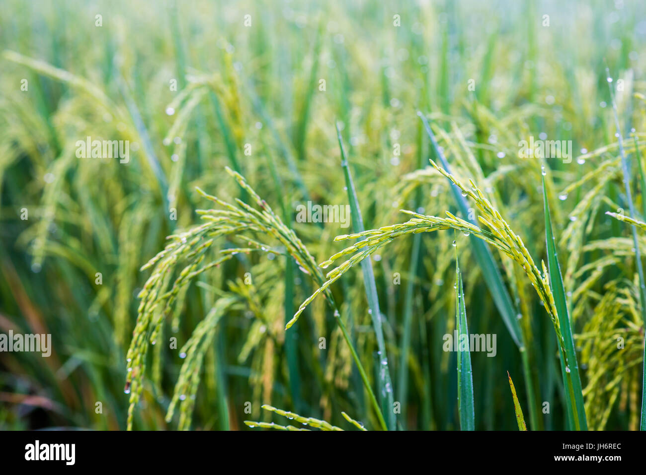 Paddy field, rice farm in Thailand Stock Photo - Alamy